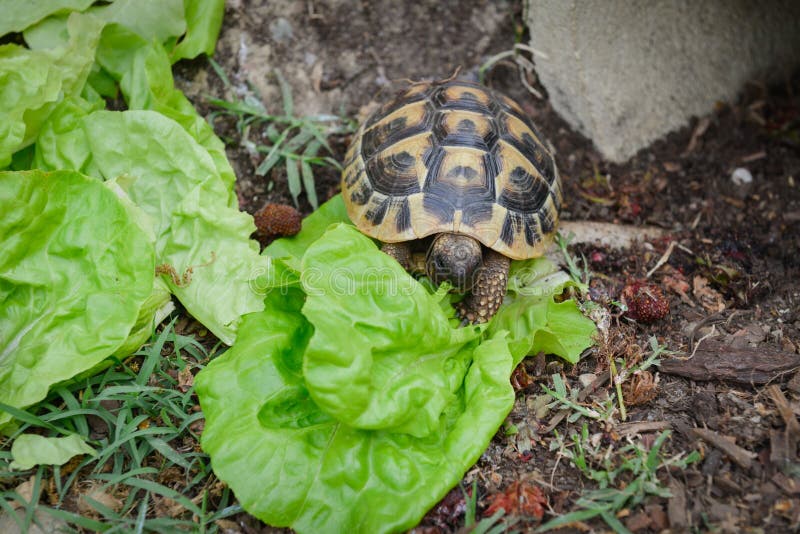 A Land Turtle Eats a Green Salad Leaf Stock Photo - Image of nature ...