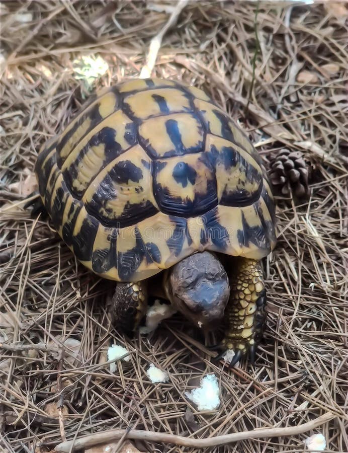 Land Turtle in Forest Eating Stock Photo - Image of serpent, tortoise ...
