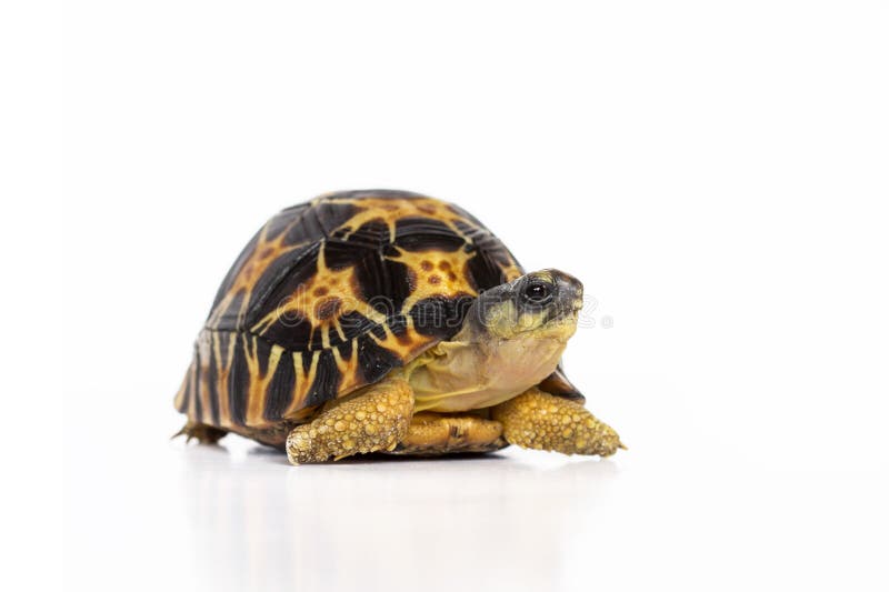 Colorful Land Turtles