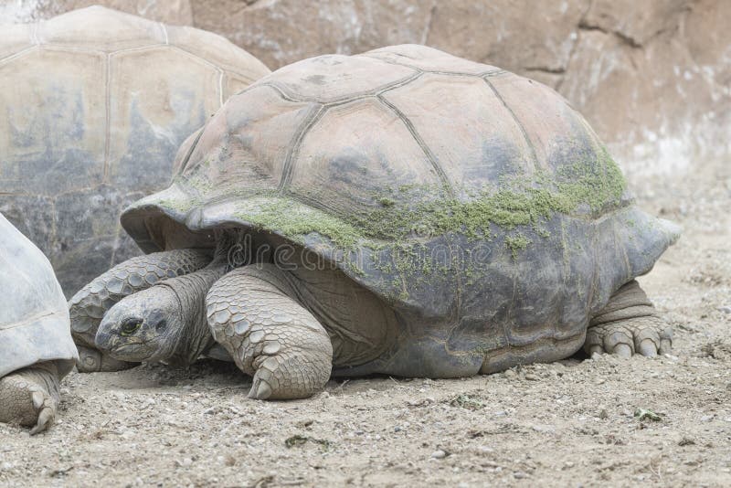 Land turtle stock photo. Image of grass, skin, tortoise - 76479454
