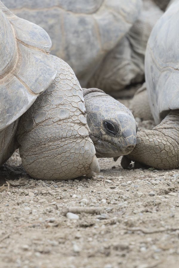 Land turtle stock image. Image of species, skin, grass - 76479469