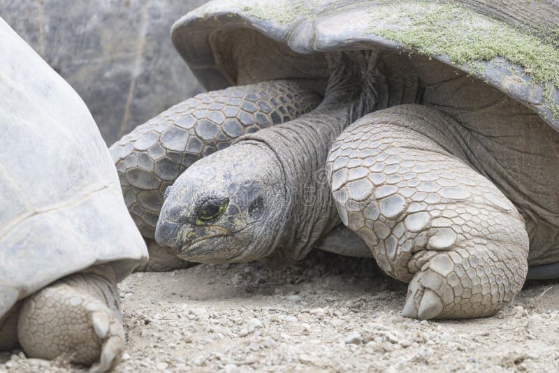 Land turtle stock photo. Image of tortoise, reptile, land - 76479530