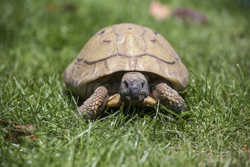 Land turtle stock image. Image of large, animal, protection - 159170527