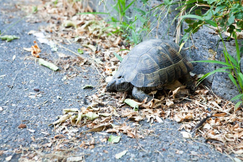 Land turtle in the park stock image. Image of outdoor - 235714311