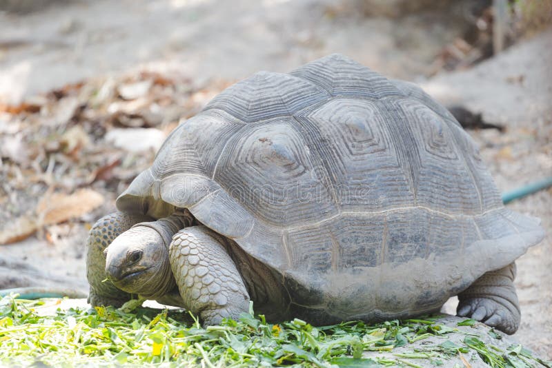 Land Turtle Quietly Eating Its Leaf Meal Stock Photo - Image of brown ...