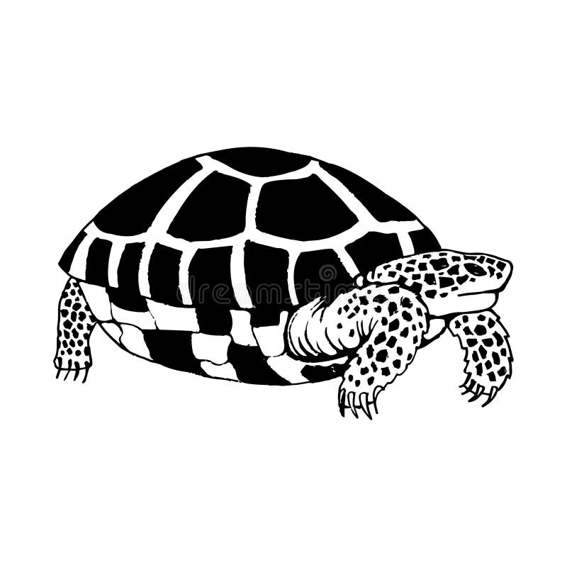 Vector Side View Turtle Stock Illustrations – 167 Vector Side View ...