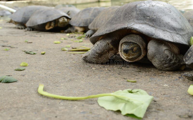 Land turtle, tortoise stock image. Image of slow, nature - 77443347