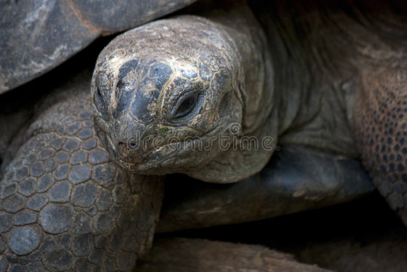 Land turtle stock image. Image of shops, animals, rare - 41461383