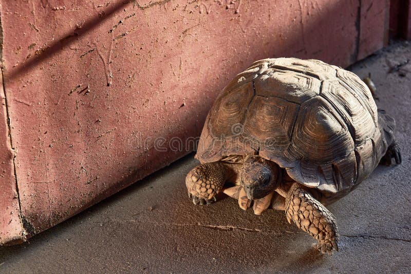 A Land Turtle Walking Freely in the Yard of a House Stock Image - Image ...
