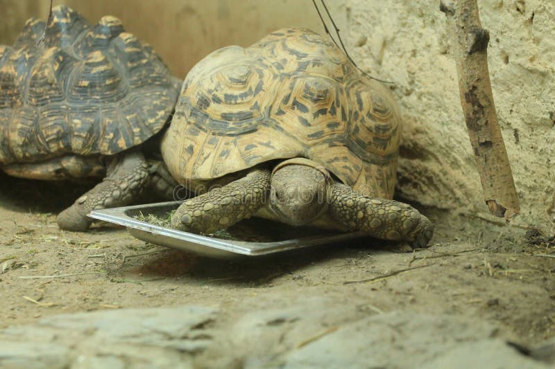 Land turtle in the zoo stock photo. Image of crocodile - 279934832