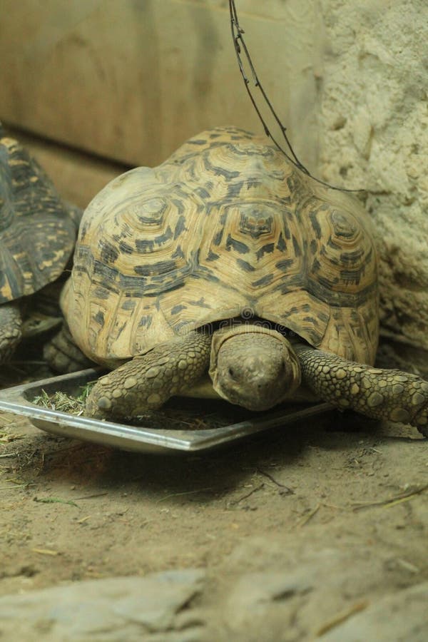 Land turtle in the zoo stock photo. Image of animal - 279934858