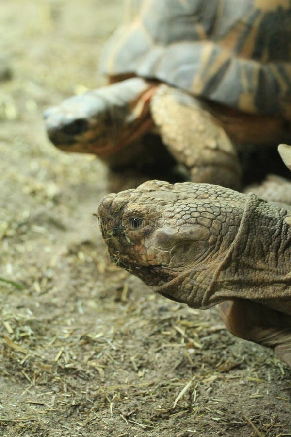 Land turtle in the zoo stock image. Image of toad, frog - 279935101