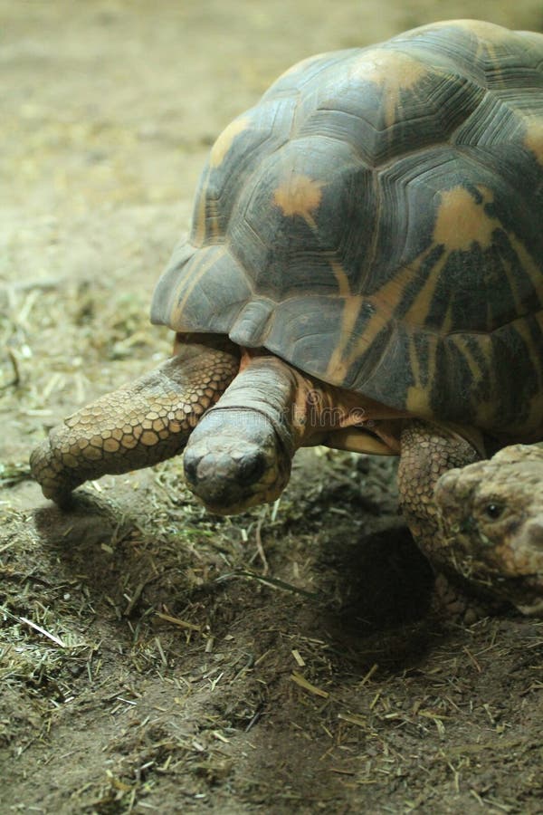 Land turtle in the zoo stock photo. Image of frog, serpent - 279935088