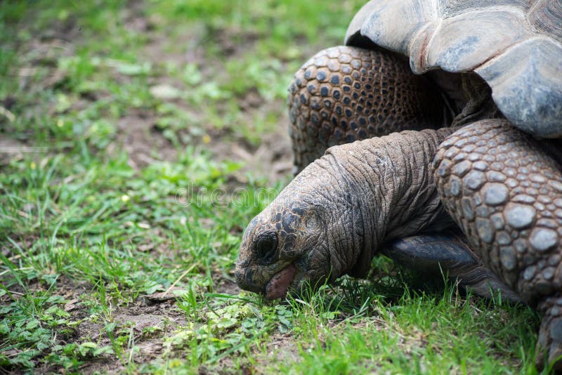 Land Turtle in a Zoological Park Stock Photo - Image of endangered ...
