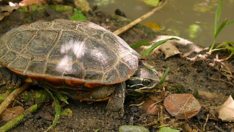 Land Turtles Sleep on Ground Near Stream Stock Photo - Image of looking ...