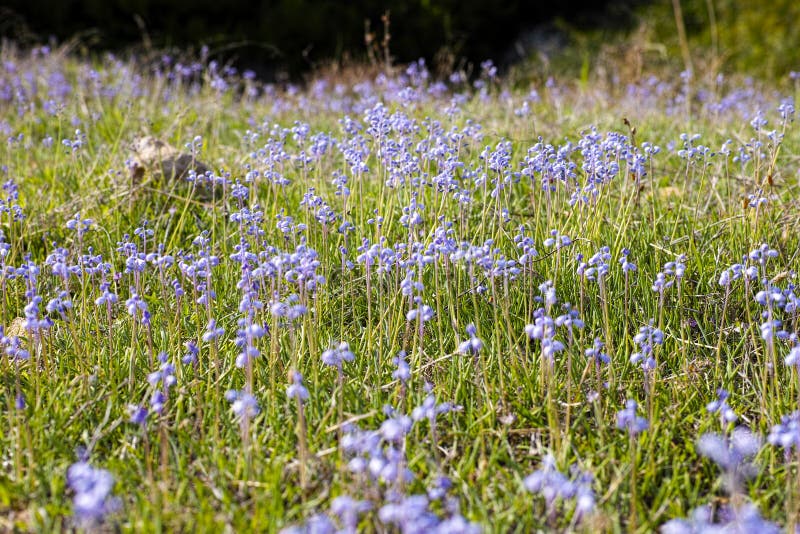 Land with violet flowers stock photo. Image of violet - 71731376