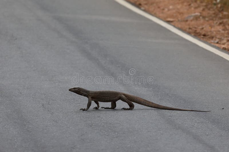 Land Waran Crossing a Road in Sri Lanka Stock Photo - Image of lanka ...