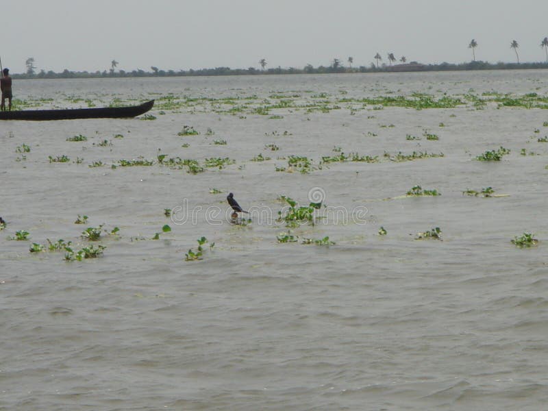 Land and water stock photo. Image of land, bird, scenary - 84153882