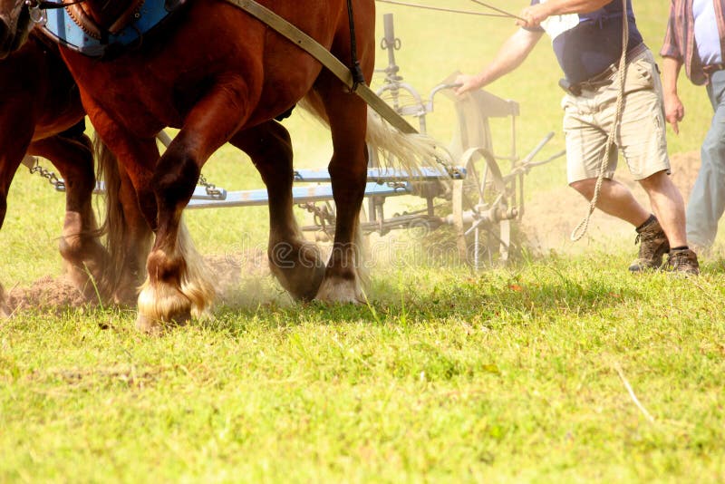 Land workers horse stock image. Image of beauty, horse - 103013133