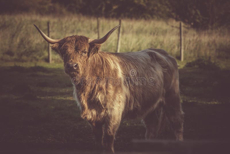 Landbouw, dieren, runderen stock foto. Image of weide - 109905688
