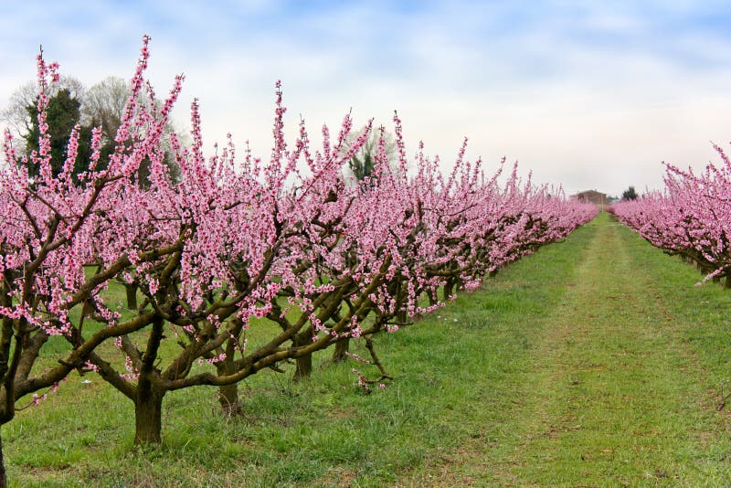 Landbouwbedrijf Met Gebloeide Bomen Stock Afbeelding - Image of ...
