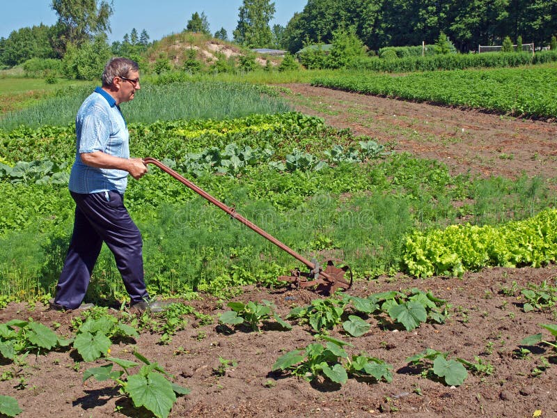 Landbouwers Duwende Uitloper Stock Foto - Image of zomer, rijen: 33617988
