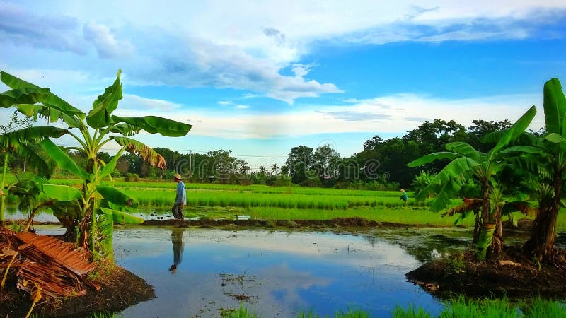 Landcape persawahan imagem de stock. Imagem de - 81271577