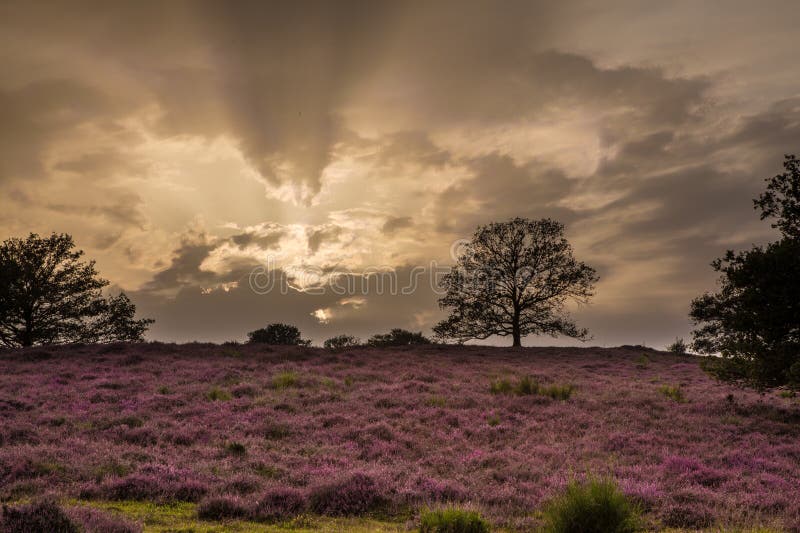 Landes image stock. Image du lande, bruyère, occidental - 27146767