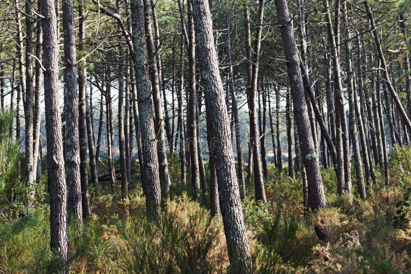 Landes forest stock photo. Image of tourism, pine, pinewood - 27188330