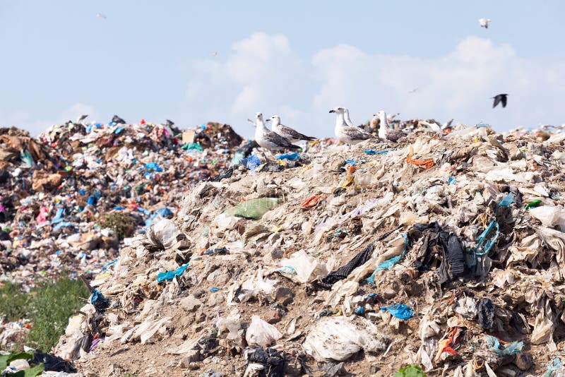 Landfill Site. Garbage Dump. Stock Photo - Image of gull, rubbish: 95583788