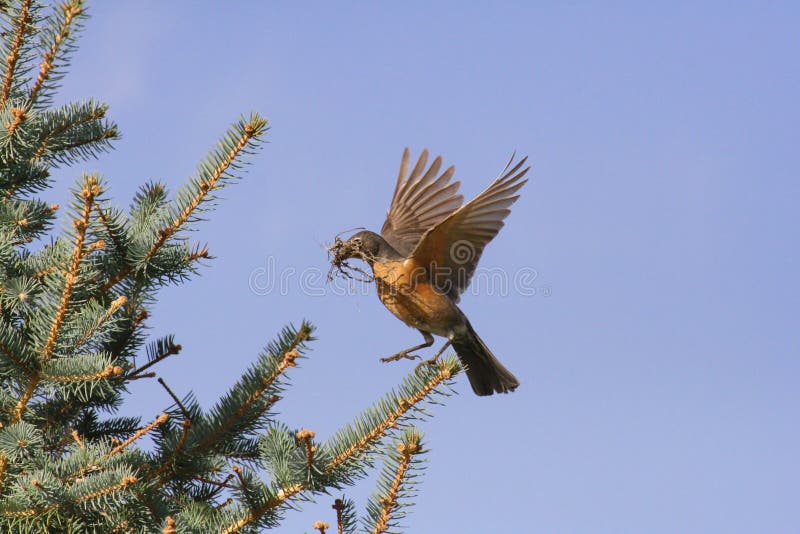 Landing 1 stock image. Image of thrush, robin, building - 718327