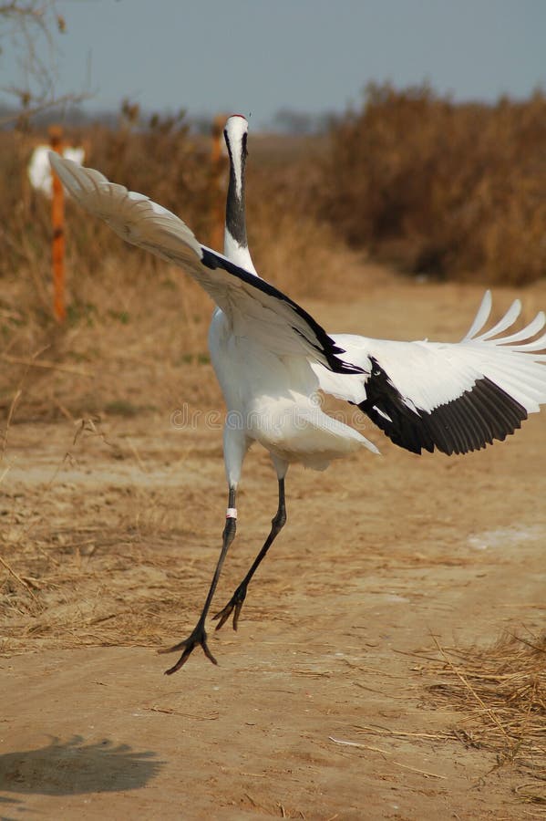 Landing stock photo. Image of crowned, bird, landing - 23610168