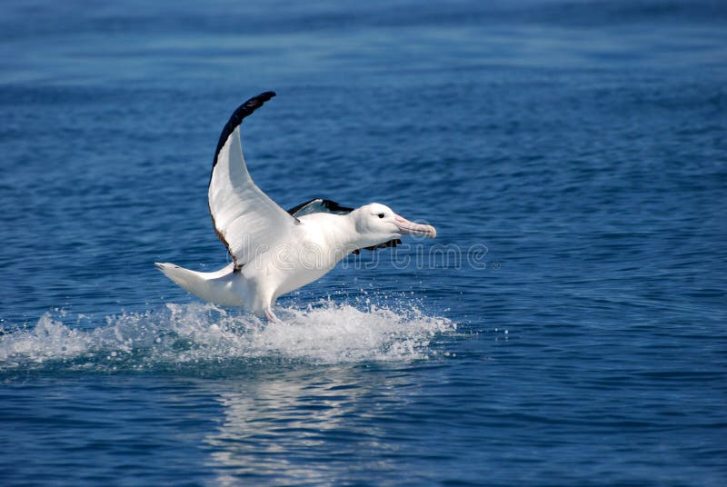 Landing Albatross- Side stock image. Image of animal, albatross - 9057319