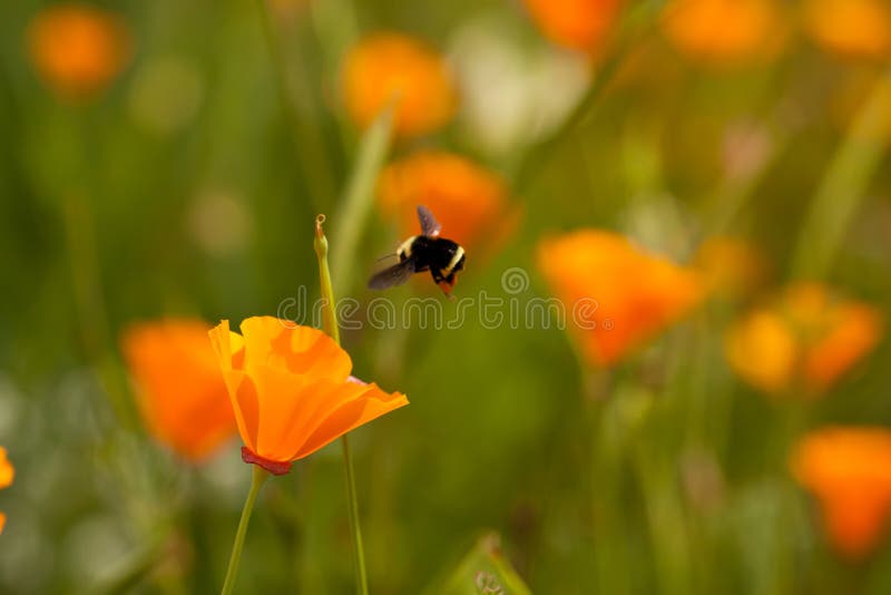 Landing Approach Bee and Flower Stock Photo - Image of green, black ...