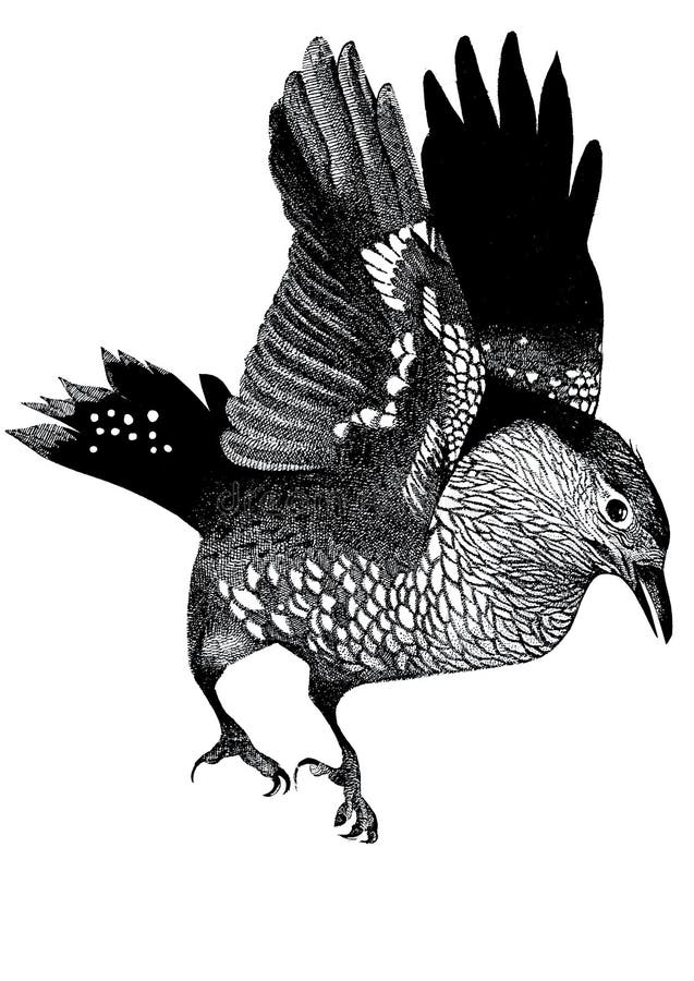 Landing bird stock illustration. Illustration of drawing - 9427706