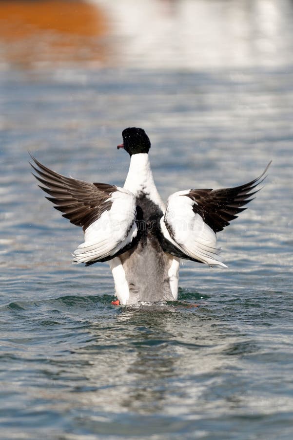 Landing stock image. Image of pond, reflection, touch - 78450895