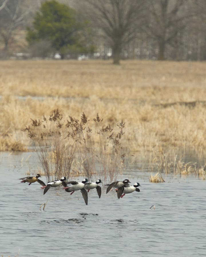 Landing Ducks stock image. Image of flight, landing, flying - 32168571