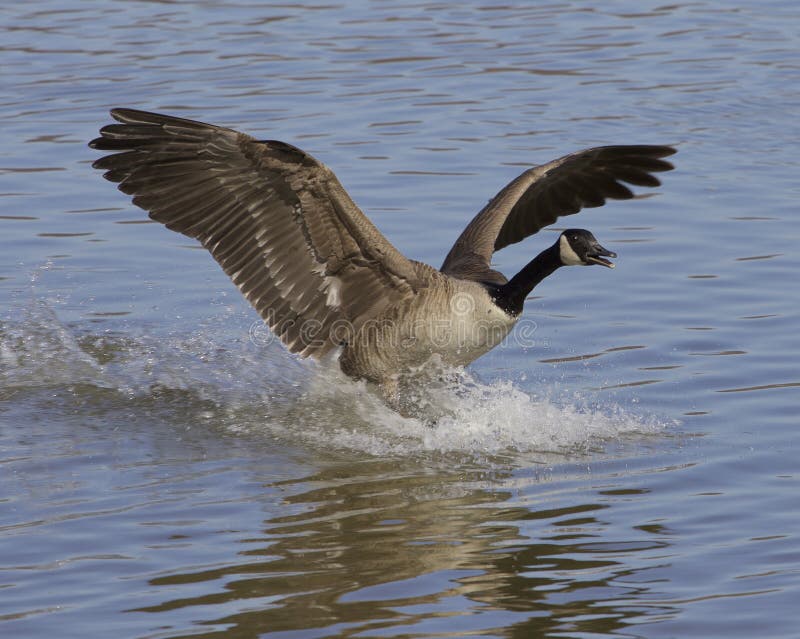 The landing goose stock photo. Image of speed, lake, water - 55567348