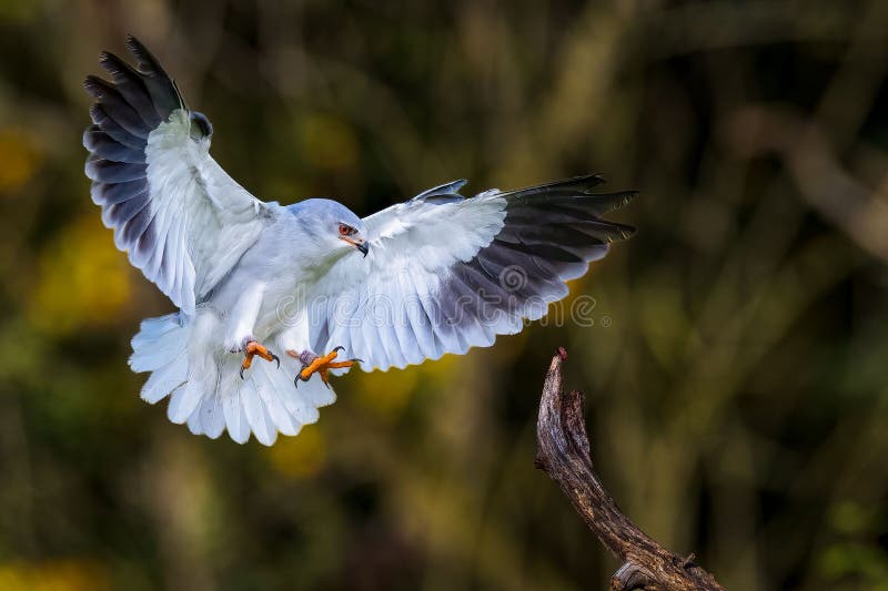 Landing of a gray kite stock photo. Image of gray, avian - 268929942