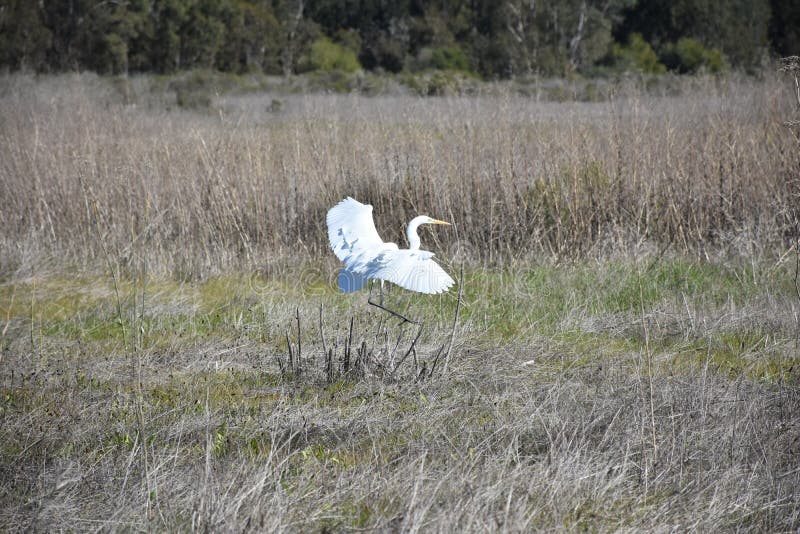 Landing Great Egret with Feathers on Wings Ruffled Stock Image - Image ...