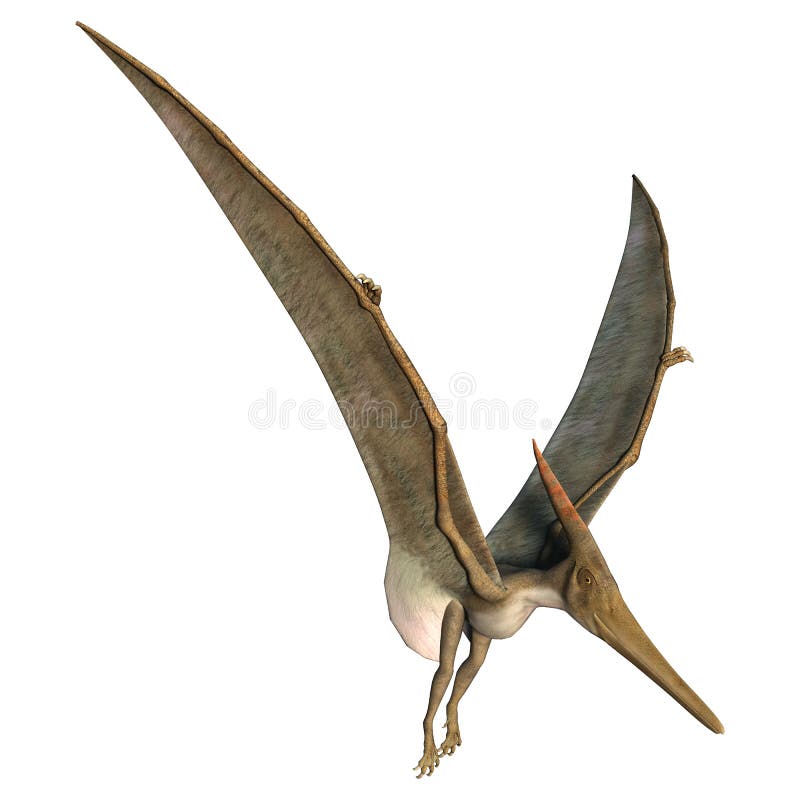 Pteranodon stock illustration. Illustration of flies, illustrated - 5791367