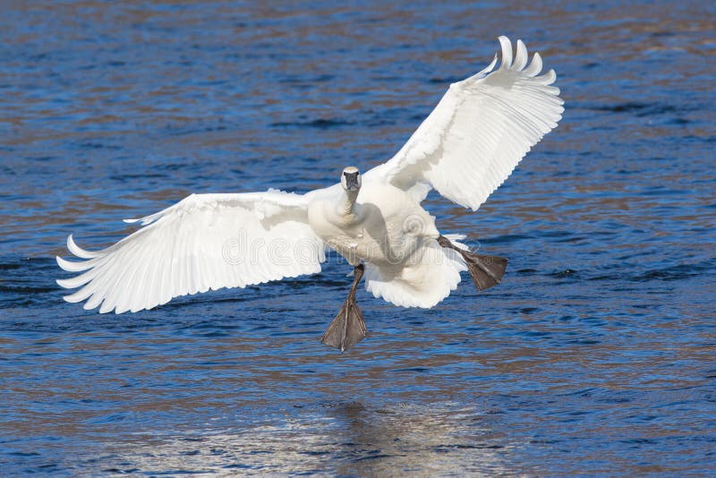 Awkward landing stock photo. Image of river, beak, swans - 36703382