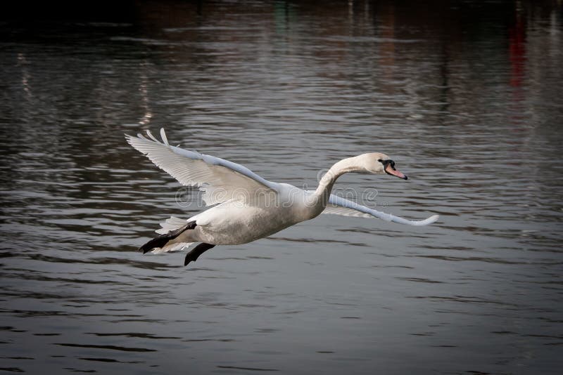 Landing swam stock image. Image of england, water, wing - 31382257