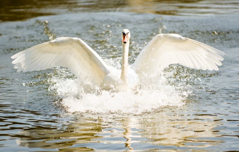 Swan Lake Splashdown Stock Photos - Free & Royalty-Free Stock Photos ...