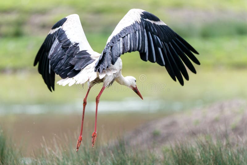 Landing White Stork stock photo. Image of nature, ciconiidae - 216287476