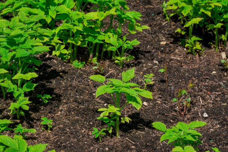 Landing a Young Raspberry Plant in Garden Stock Image - Image of field ...