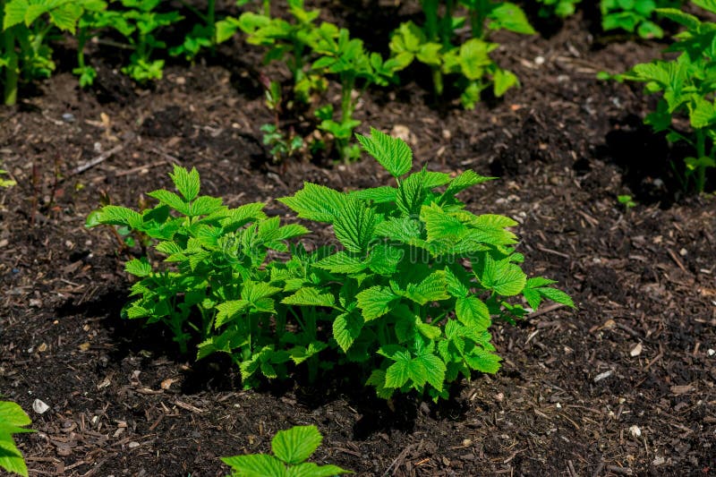 Landing a Young Raspberry Plant in Garden Stock Photo - Image of health ...