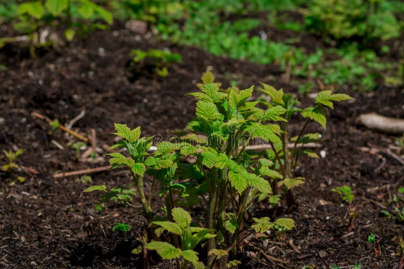 Landing a Young Raspberry Plant in Garden Stock Photo - Image of health ...