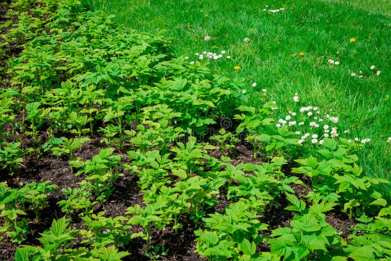 Landing a Young Raspberry Plant in Garden Stock Image - Image of floral ...