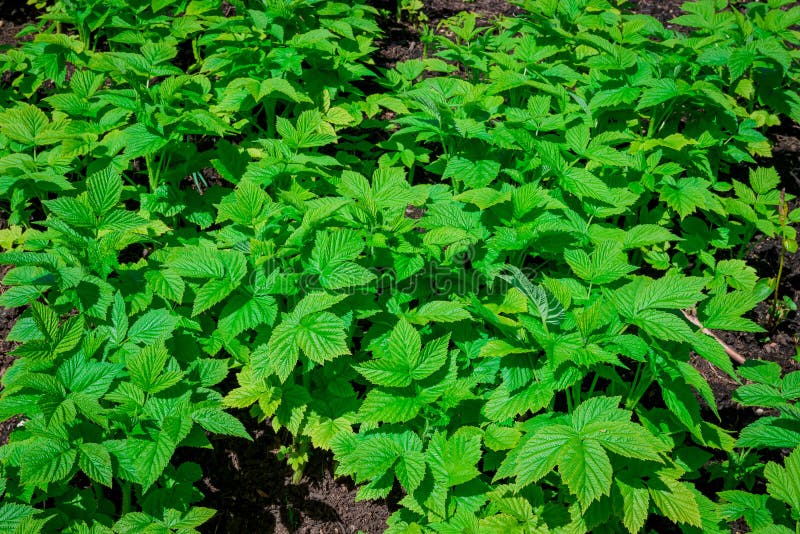 Landing a Young Raspberry Plant in Garden Stock Photo - Image of nature ...